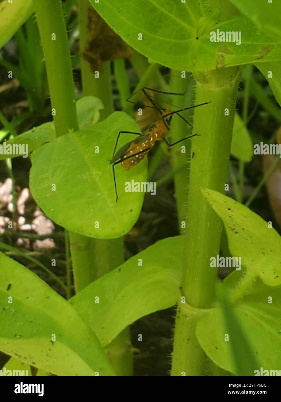 Milkweed Assassin Bug (Zelus longipes Stock Photo - Alamy