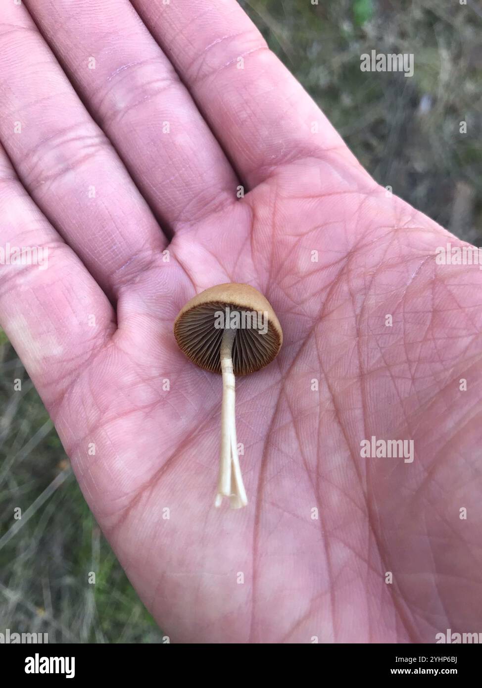 Red edge brittlestem hi-res stock photography and images - Alamy