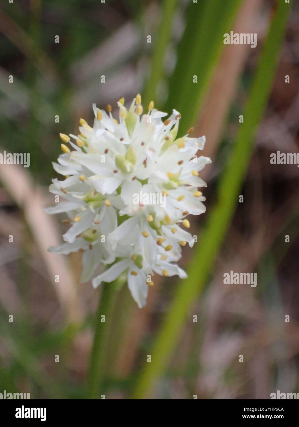 Sticky False Asphodel (Triantha glutinosa Stock Photo - Alamy