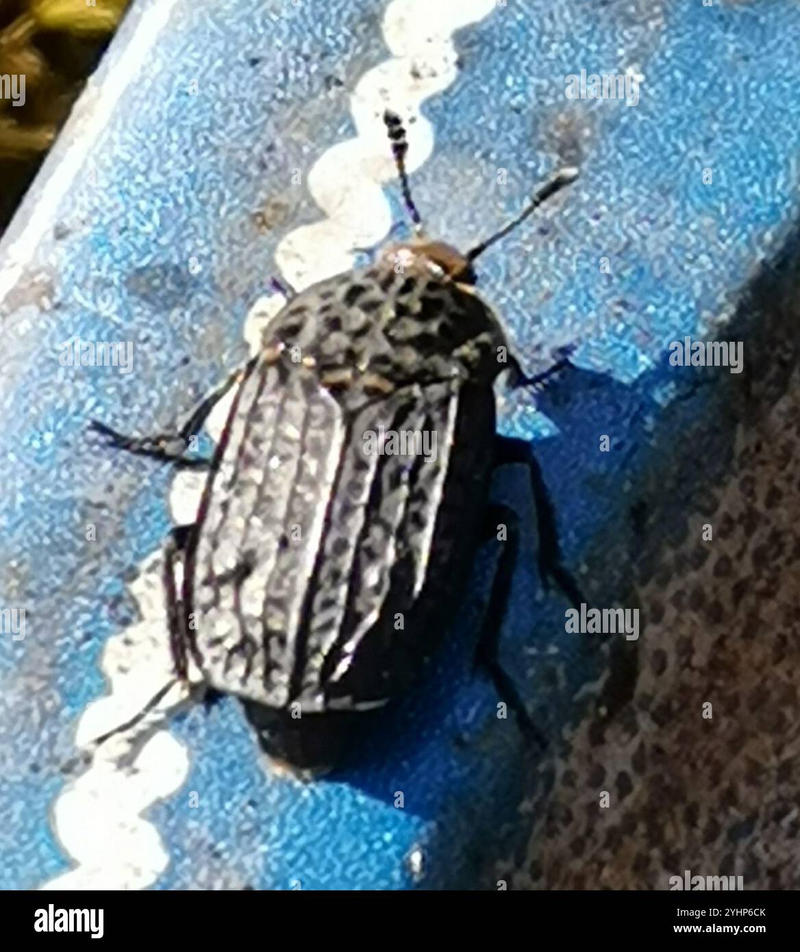 Thanatophilus rugosus hi-res stock photography and images - Alamy