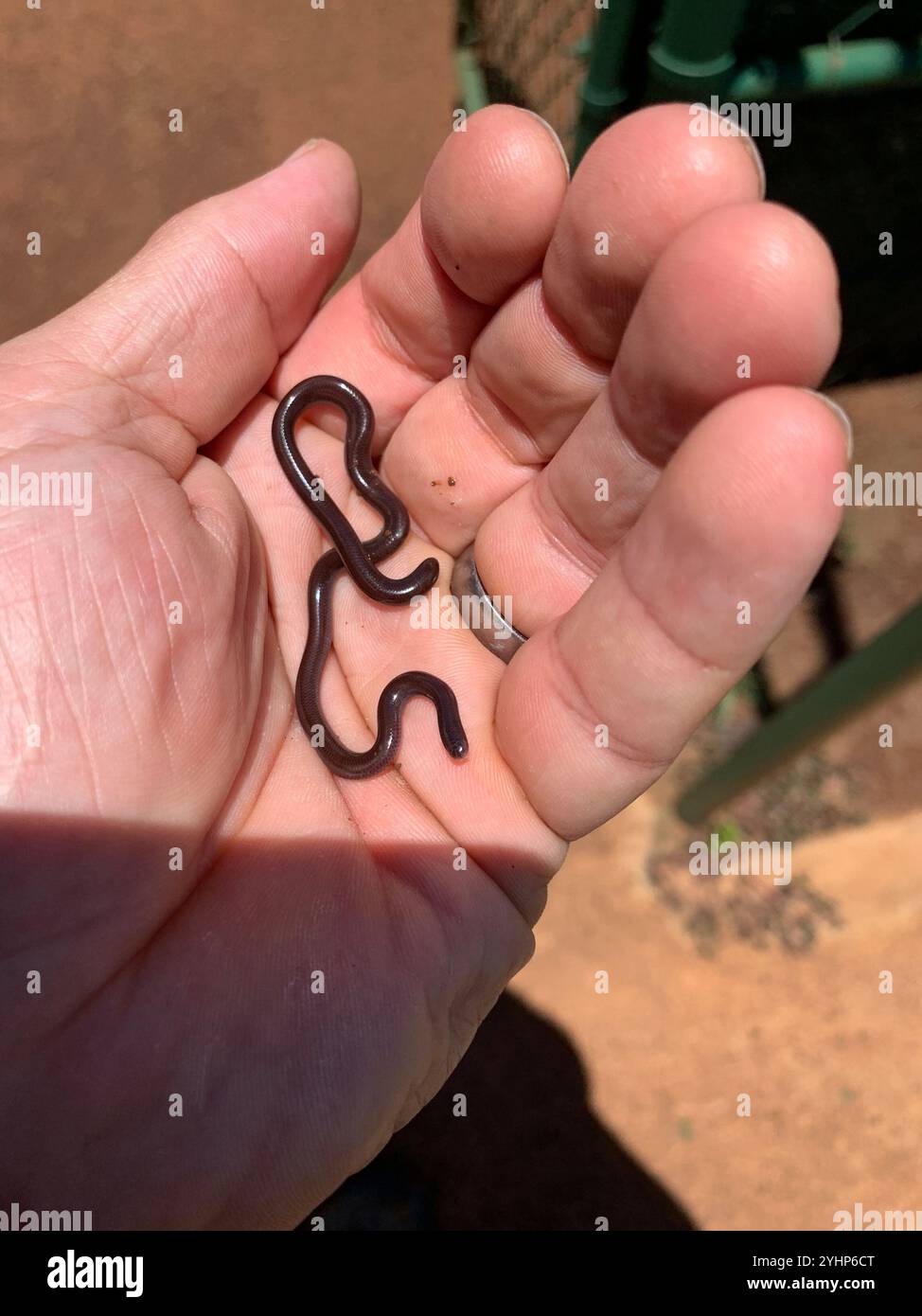 Brahminy Blindsnake (Indotyphlops braminus Stock Photo - Alamy