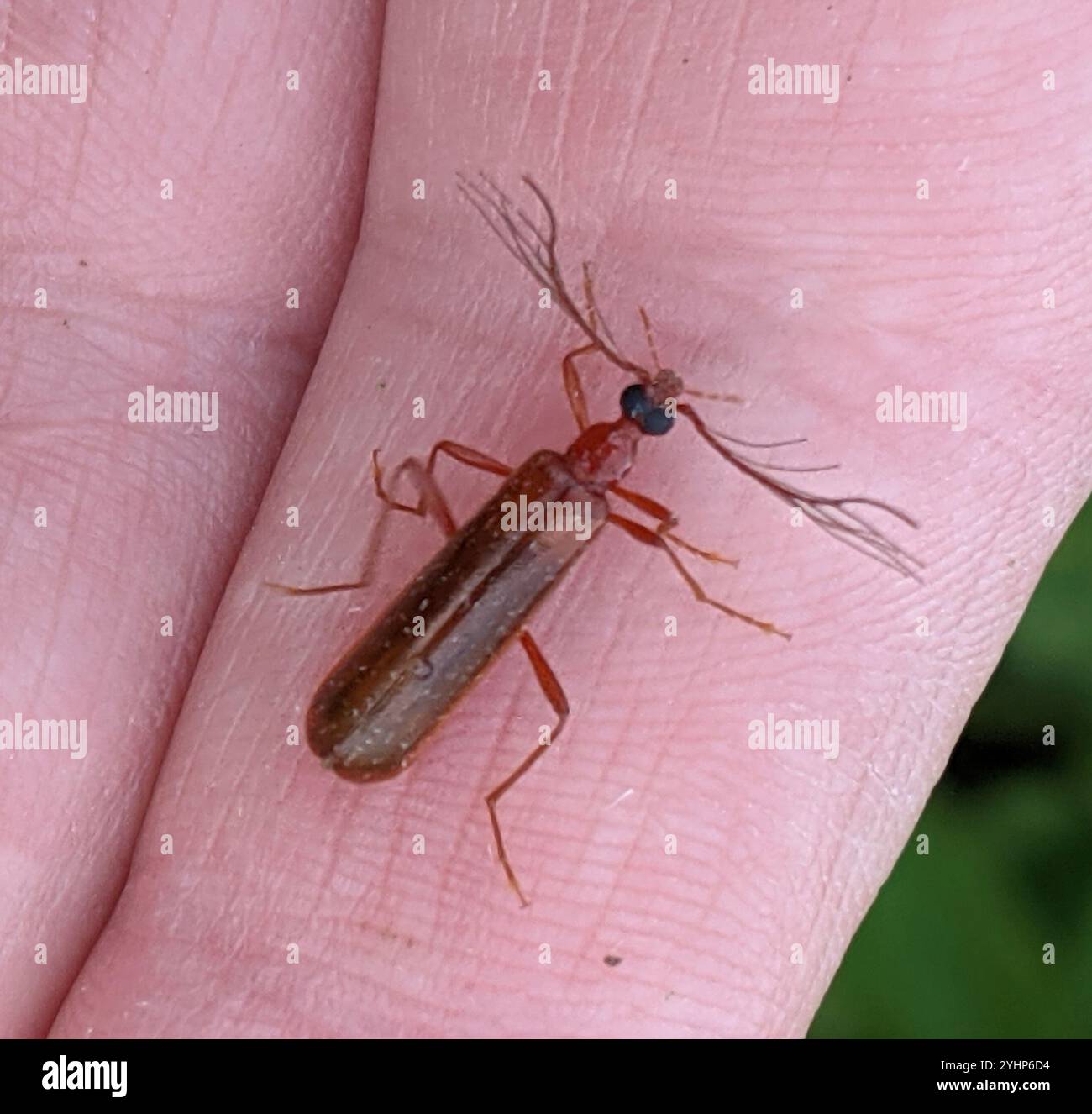 Ephemeroides hi-res stock photography and images - Alamy