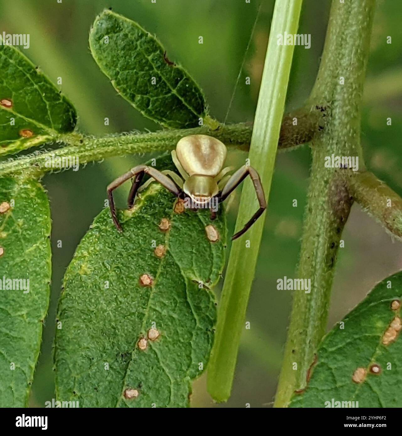 White-banded Crab Spider (Misumenoides formosipes Stock Photo - Alamy