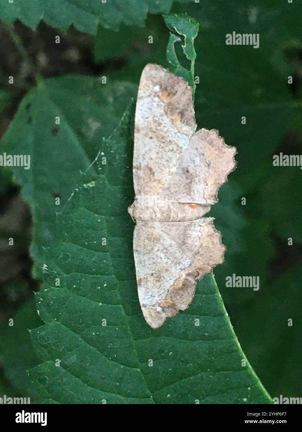 Unipunctata hi-res stock photography and images - Alamy
