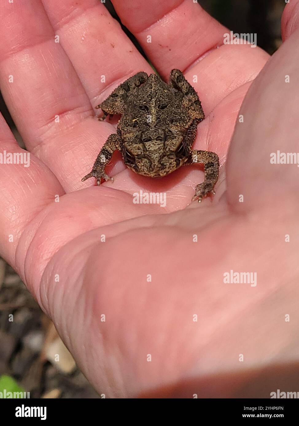 Gulf Coast Toad (Incilius nebulifer Stock Photo - Alamy