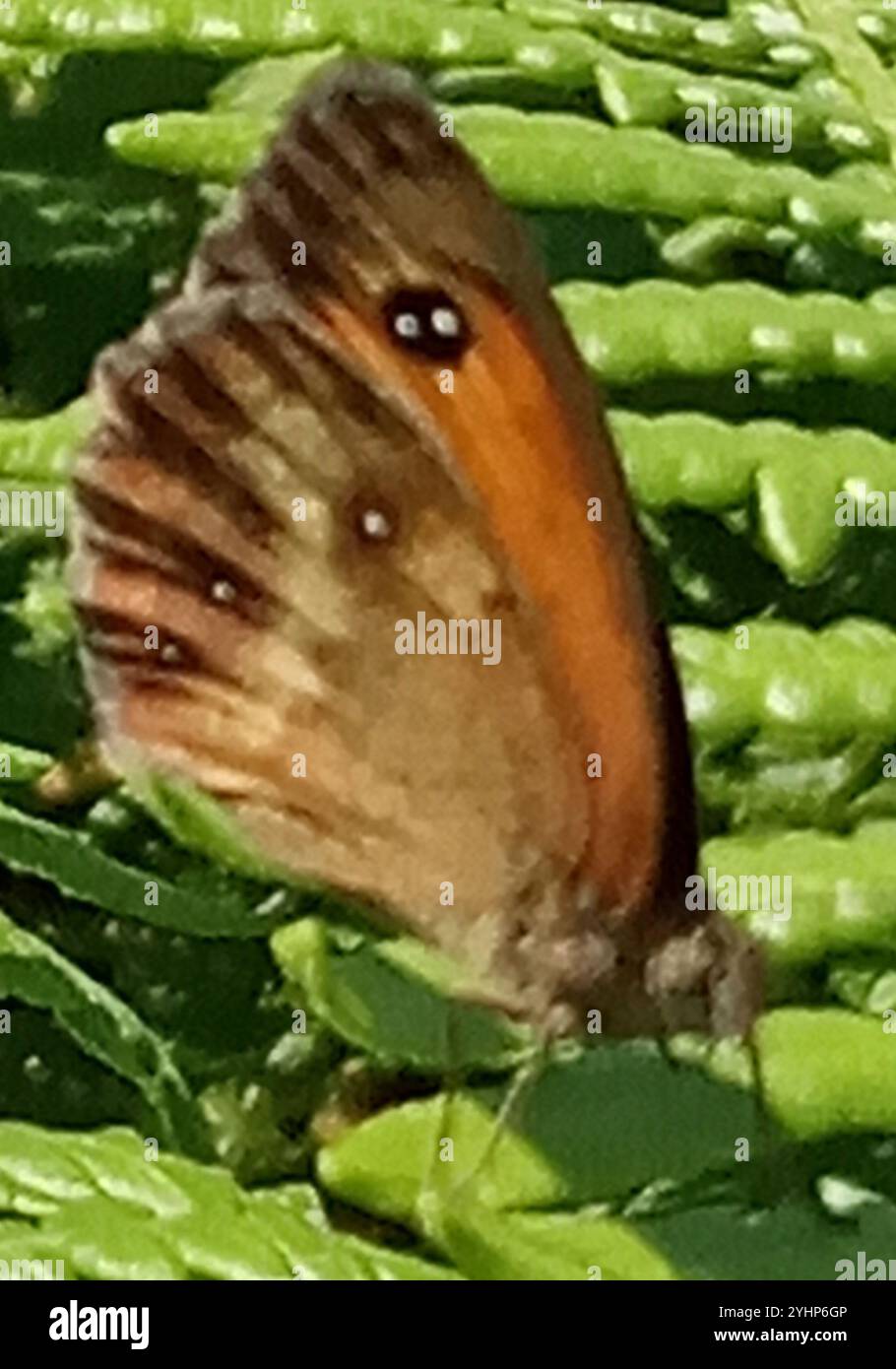 Gatekeeper (Pyronia tithonus Stock Photo - Alamy