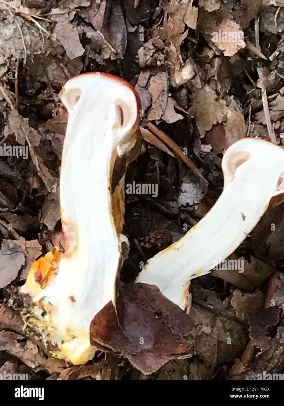 Cortinarius bolaris hi-res stock photography and images - Alamy