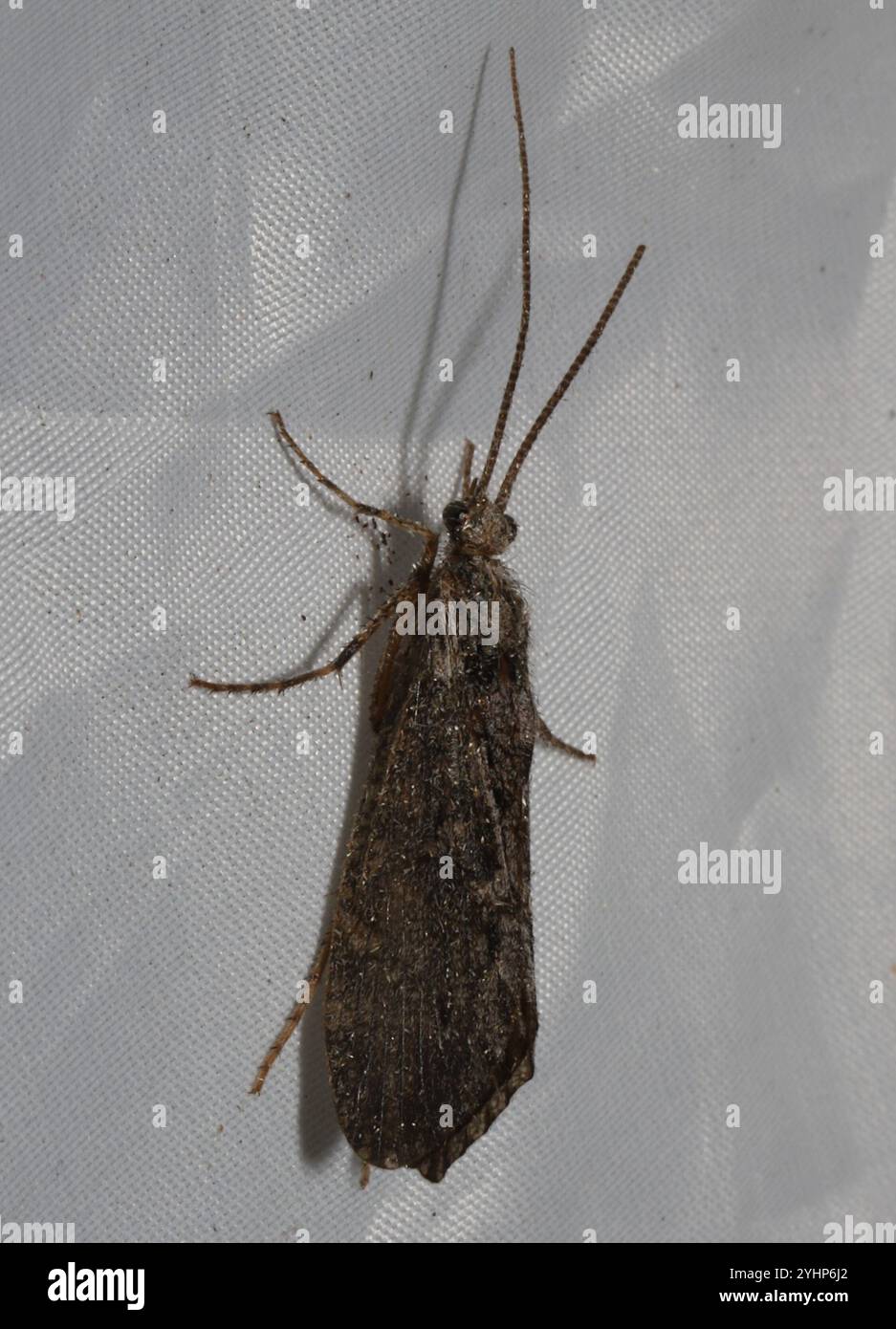 Giant Casemaker Caddisflies (Phryganeidae Stock Photo - Alamy