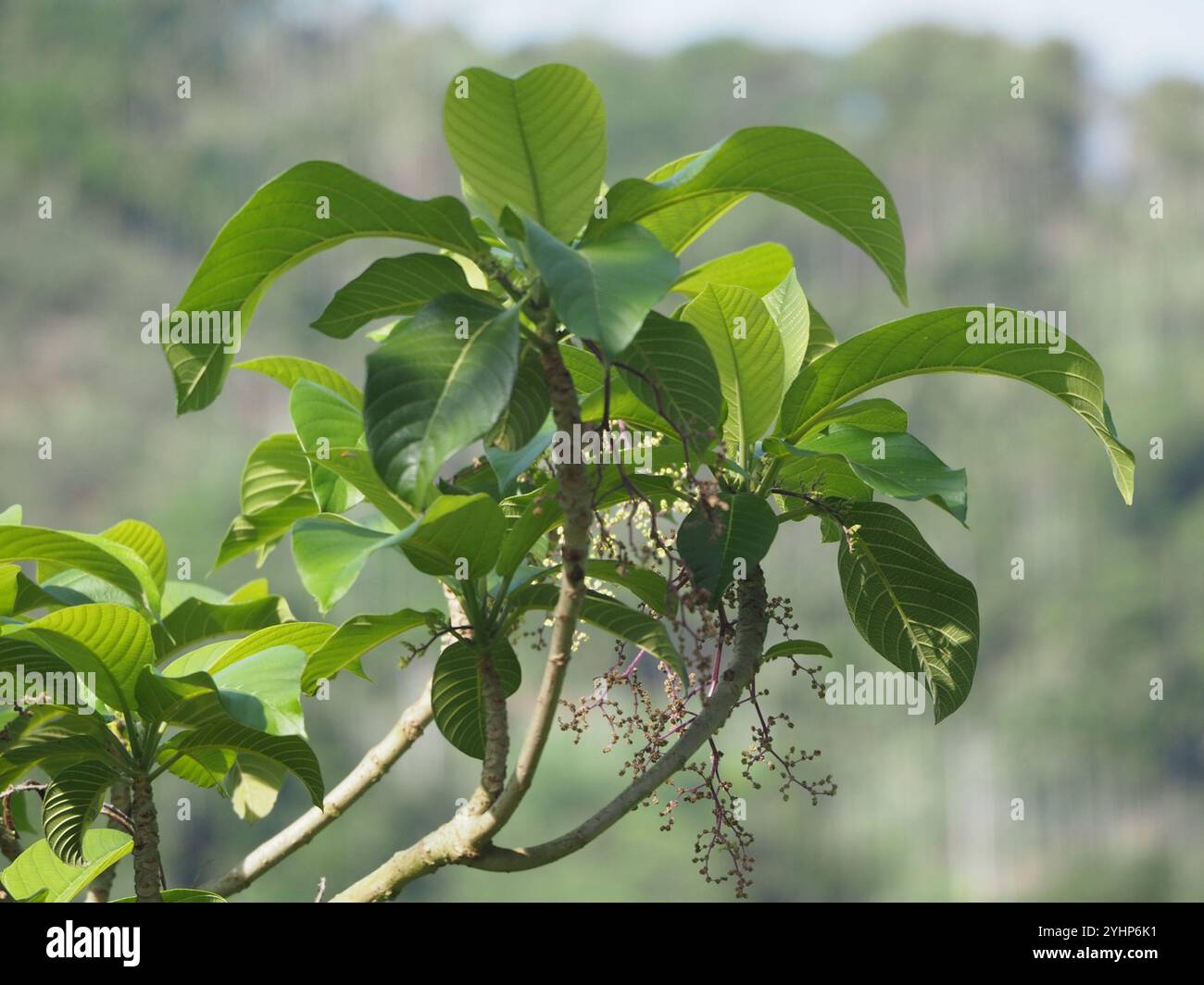 Dendrocnide hi-res stock photography and images - Alamy