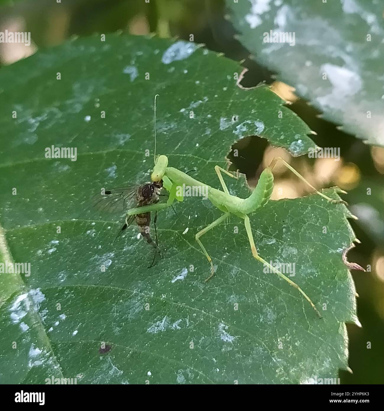 Transcaucasian Giant Mantis (Hierodula transcaucasica Stock Photo - Alamy