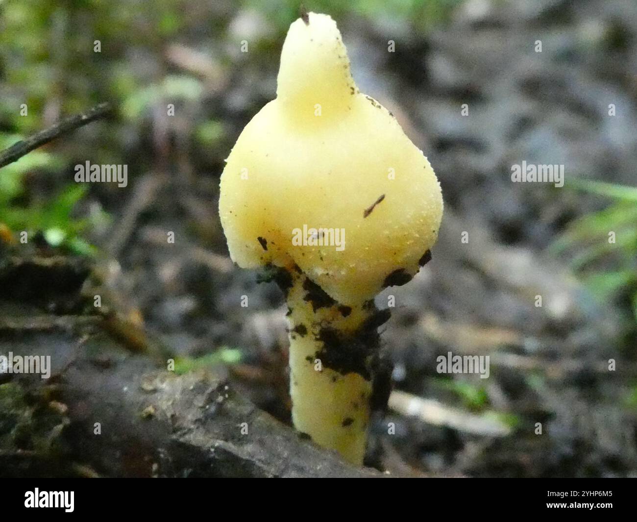Yellow Unicorn Entoloma (Entoloma murrayi Stock Photo - Alamy