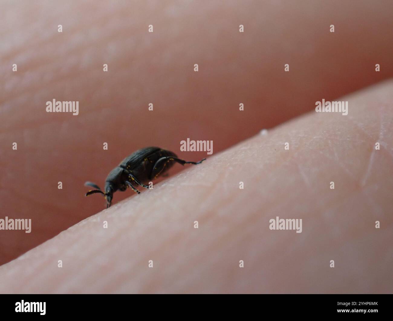 Broom Seed Beetle (Bruchidius villosus Stock Photo - Alamy