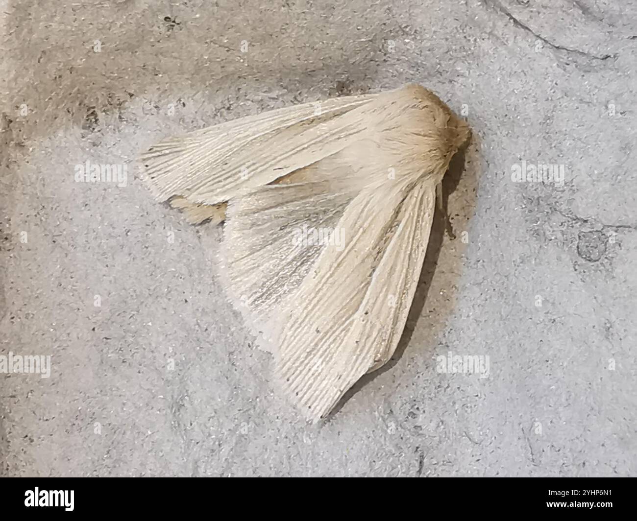 Smoky Wainscot (Mythimna impura Stock Photo - Alamy