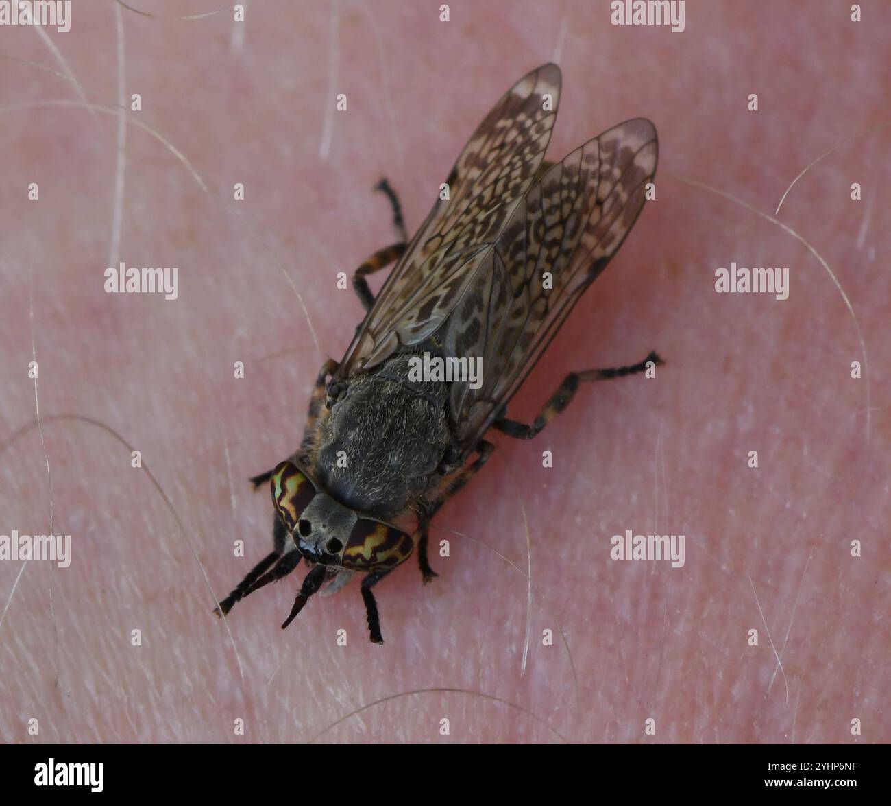 Notch-horned Cleg (Haematopota pluvialis Stock Photo - Alamy