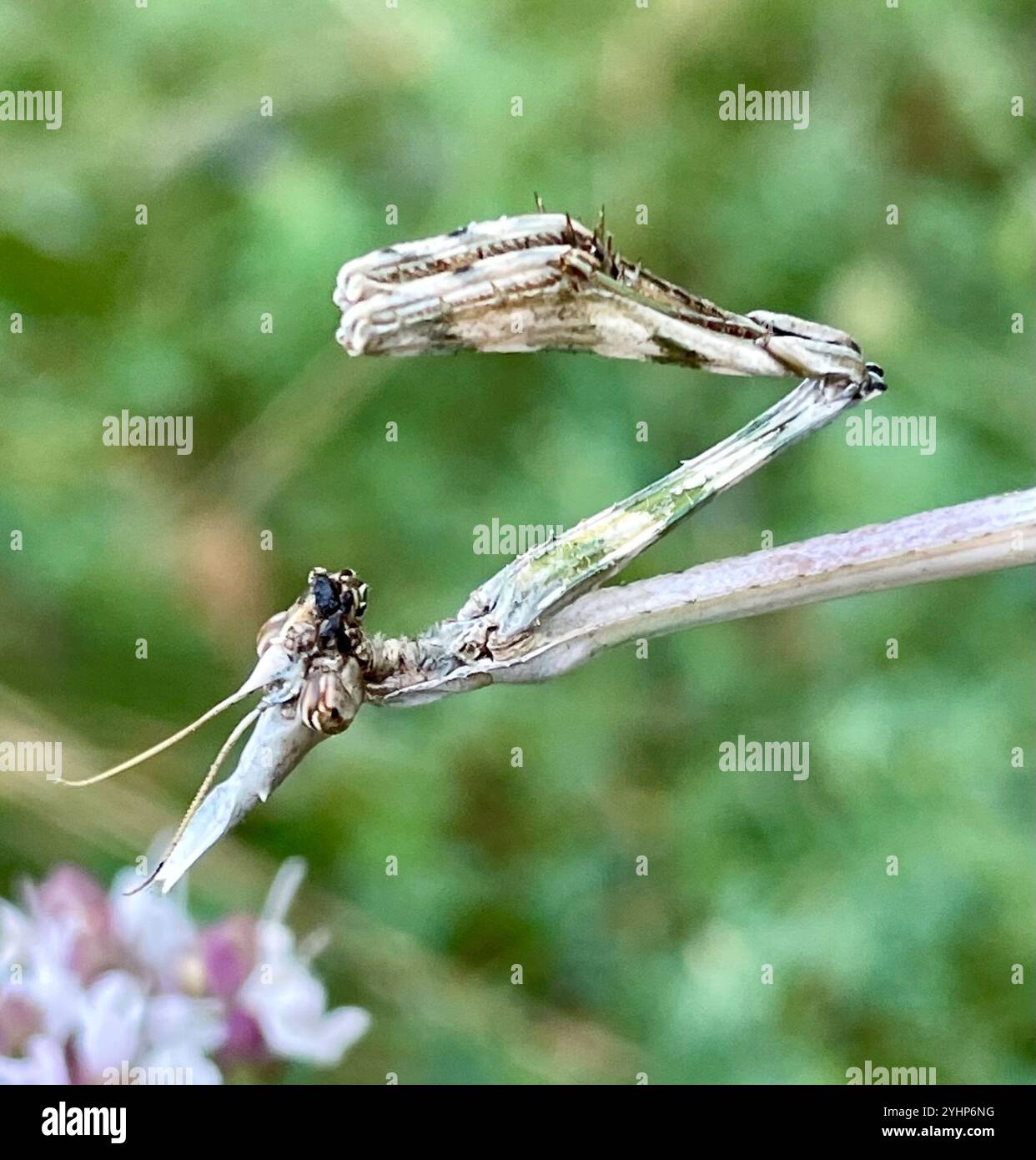 Mediterranean Conehead Mantis (Empusa pennata Stock Photo - Alamy