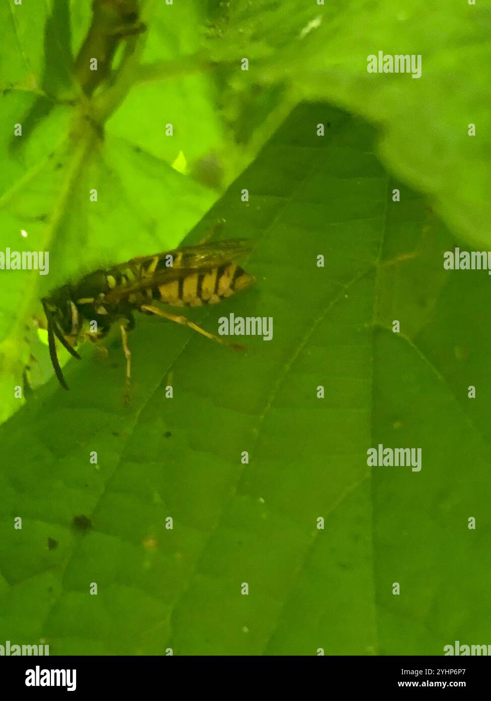 Common European Yellowjacket (Vespula vulgaris Stock Photo - Alamy