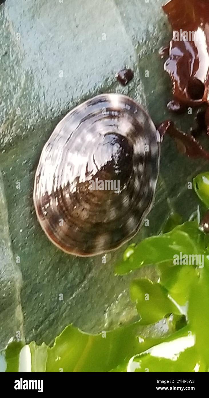 Shield limpet hi-res stock photography and images - Alamy