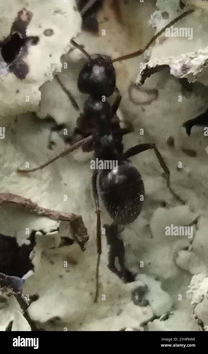 Wood, Mound, and Field Ants (Formica Stock Photo - Alamy