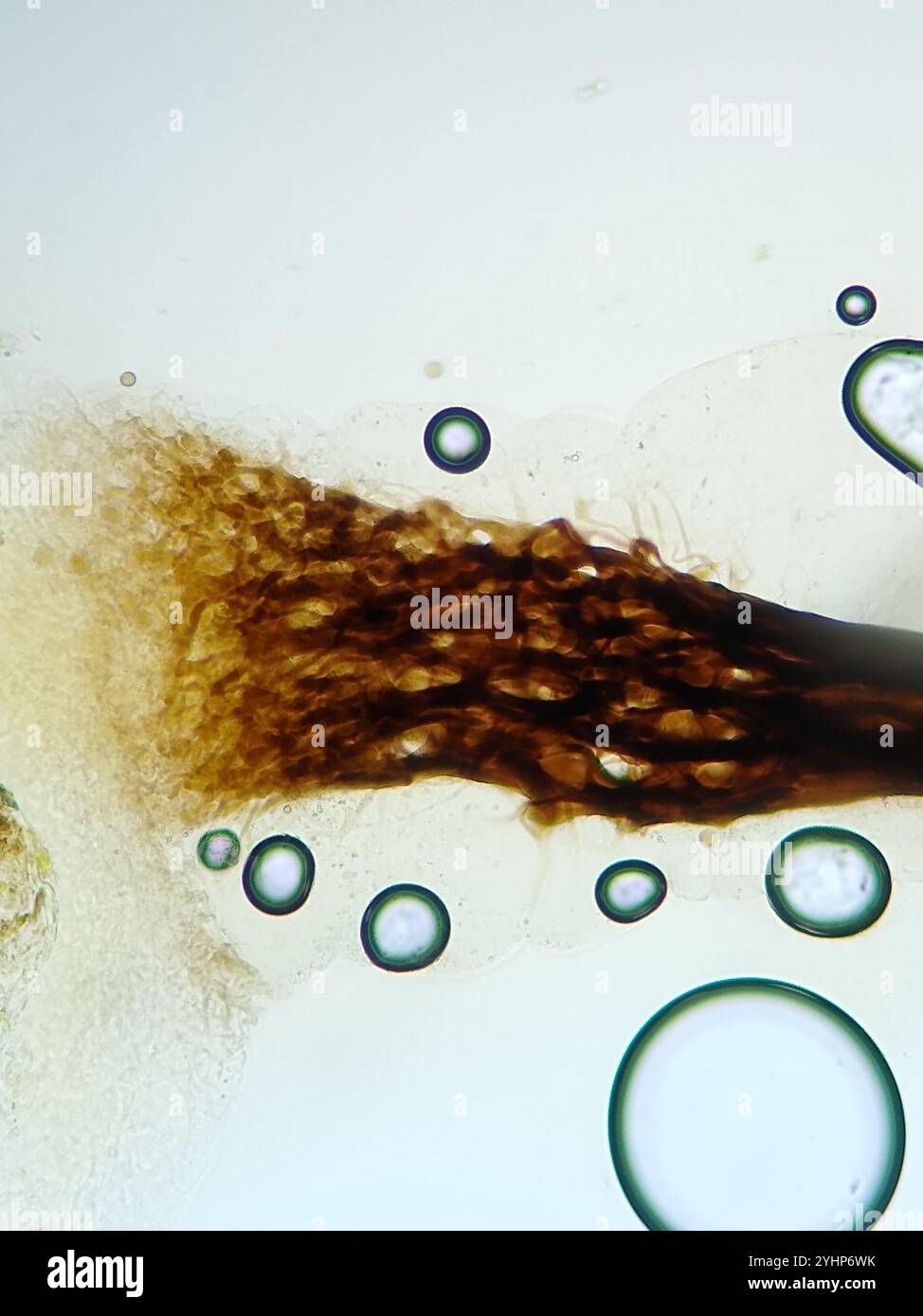 Comatricha elegans hi-res stock photography and images - Alamy