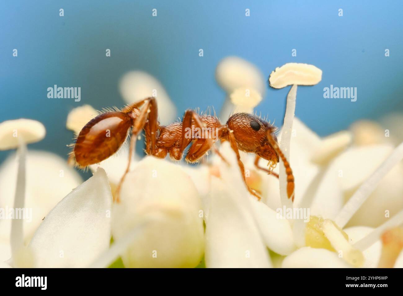 Furrowed Ants (Myrmica Stock Photo - Alamy
