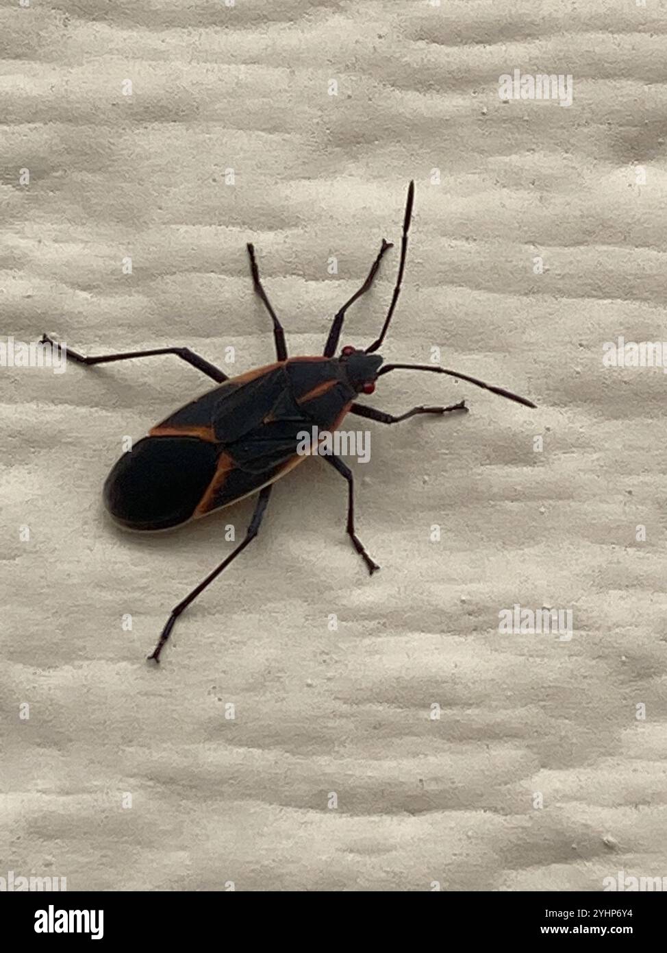 Eastern Boxelder Bug (Boisea trivittata Stock Photo - Alamy