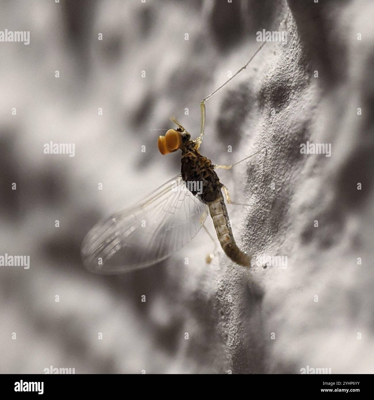 Small Mayflies (Baetidae Stock Photo - Alamy