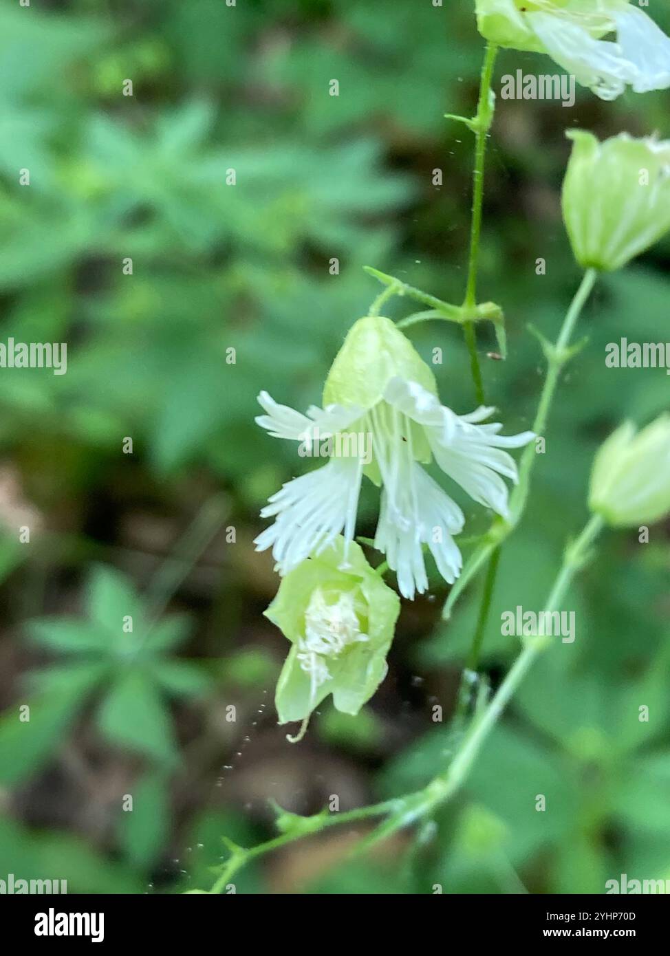 starry campion (Silene stellata Stock Photo - Alamy