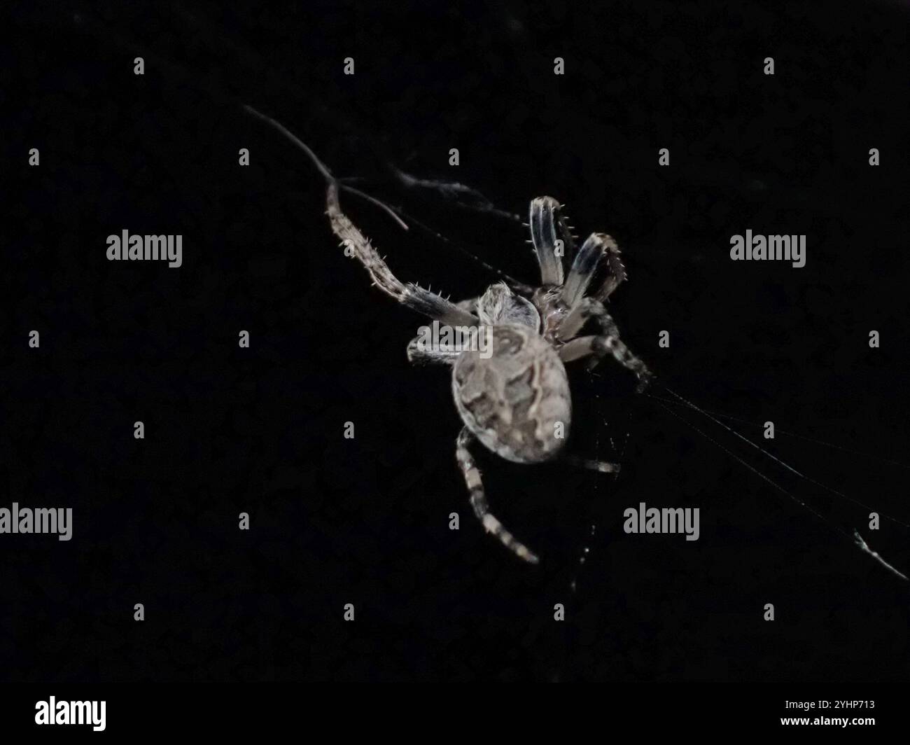 Grey Cross Spider (Larinioides sclopetarius Stock Photo - Alamy