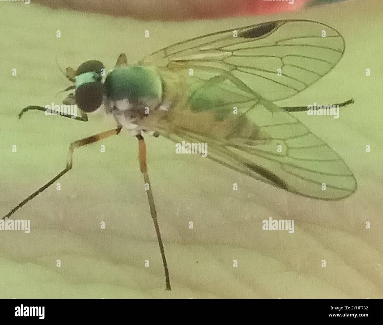 Small fleck winged snipefly hi-res stock photography and images - Alamy