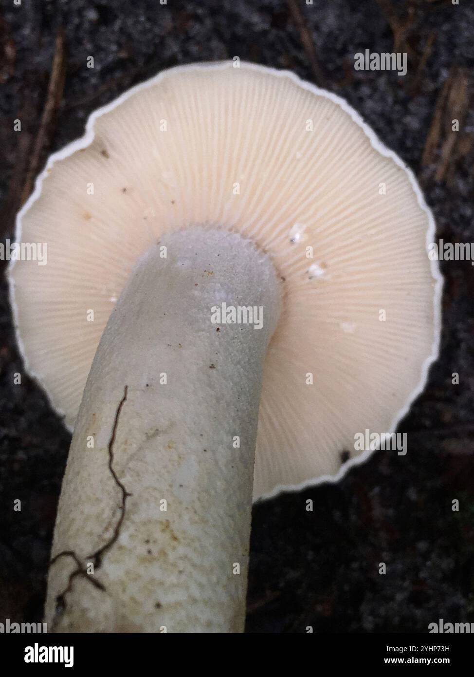 Trainwrecker (Neolentinus lepideus Stock Photo - Alamy