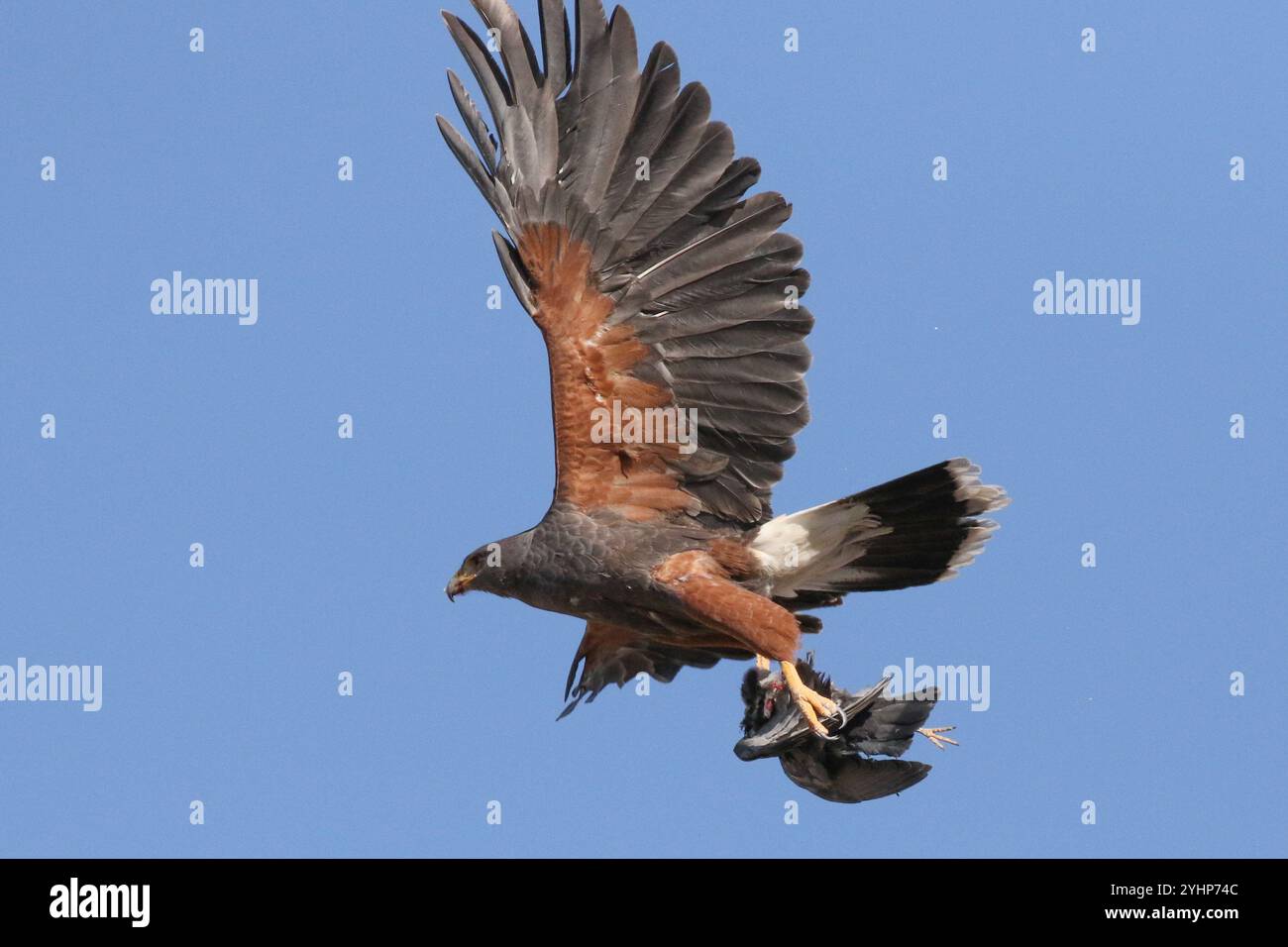 Caught pigeon hi-res stock photography and images - Alamy