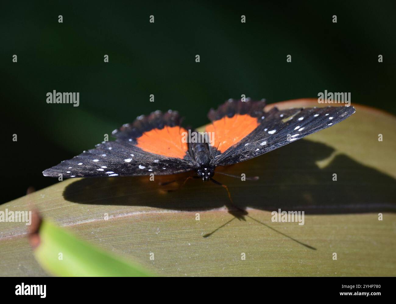 Crimson Patch (Chlosyne janais Stock Photo - Alamy