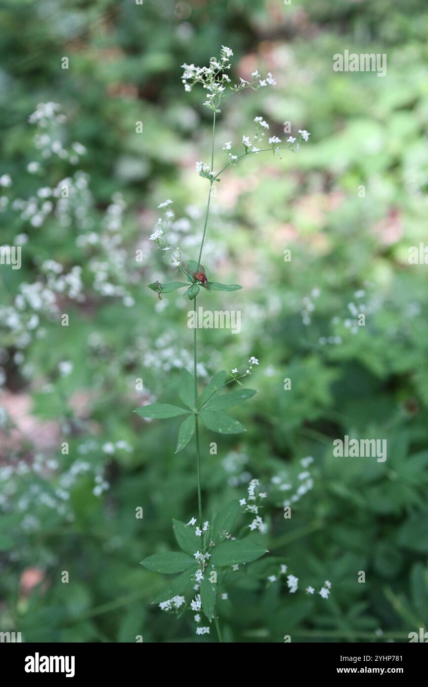 Wood Bedstraw (Galium sylvaticum Stock Photo - Alamy