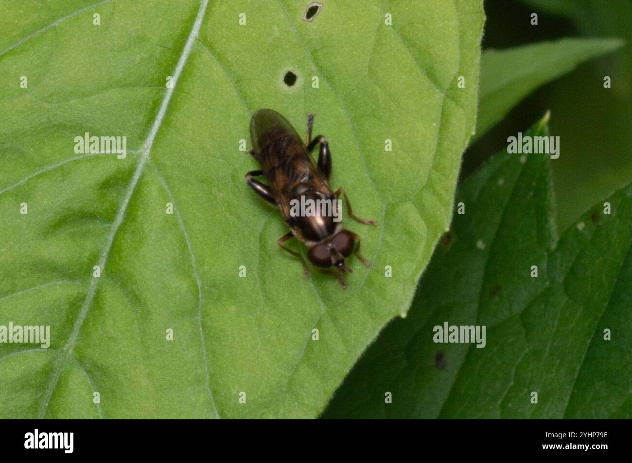 Common Thick-leg Fly (Tropidia quadrata Stock Photo - Alamy
