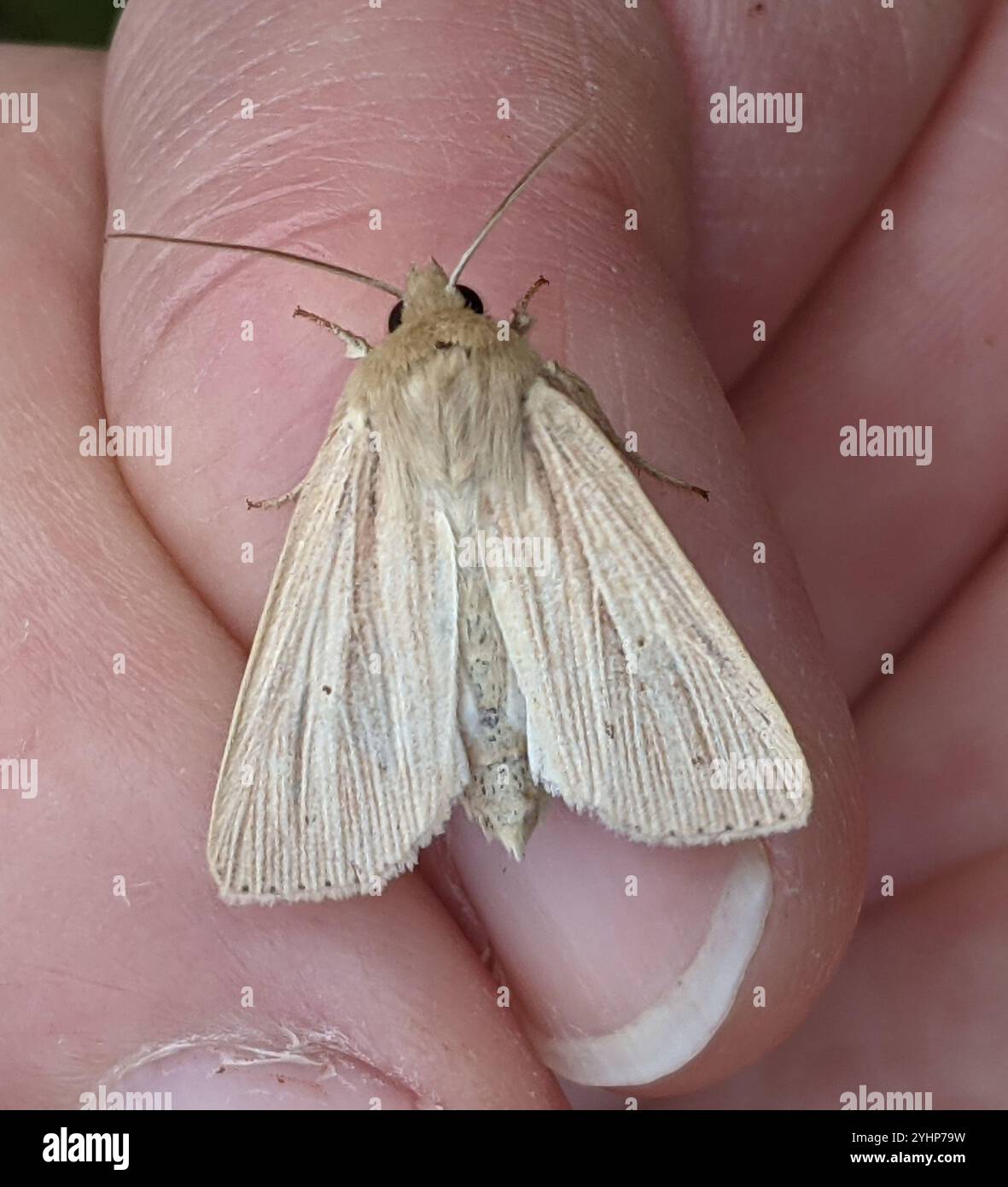 Lesser Wainscot (Mythimna oxygala Stock Photo - Alamy