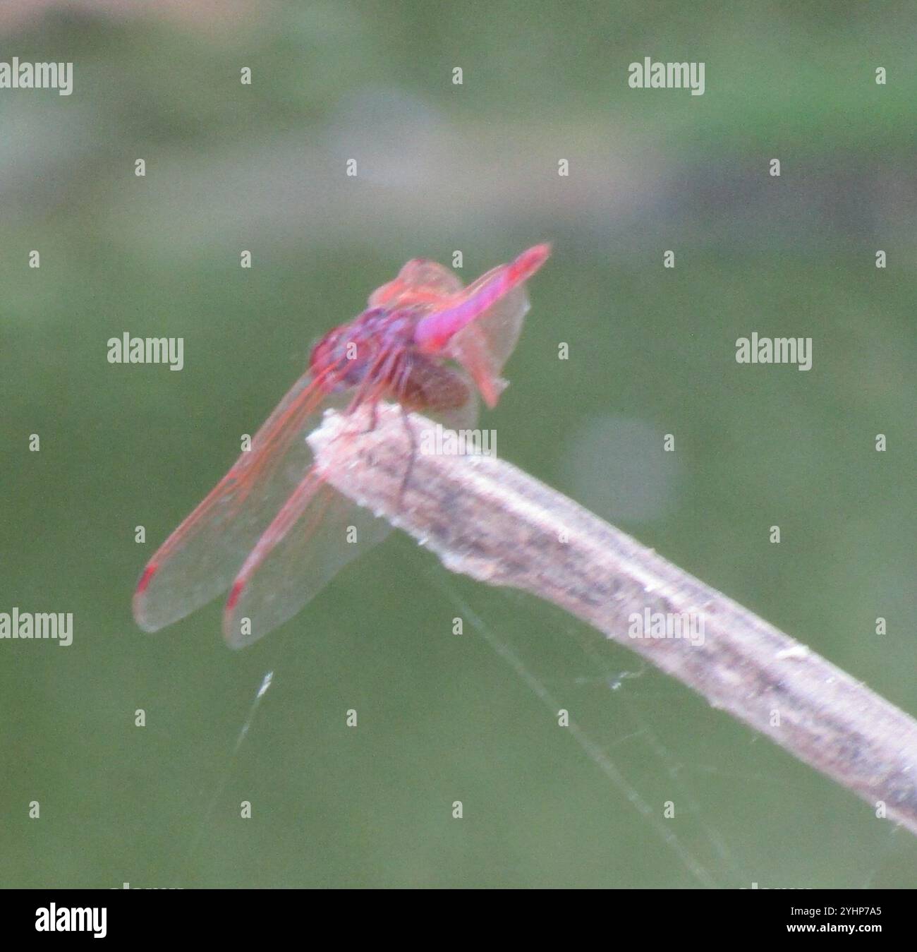 Violet Dropwing (Trithemis annulata Stock Photo - Alamy