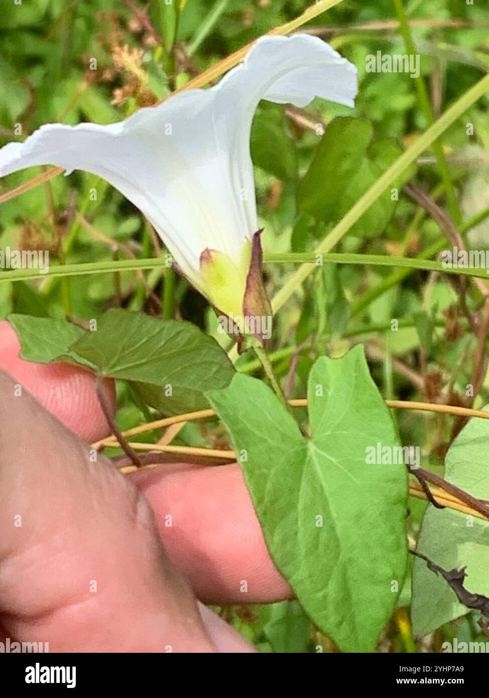 creeping hedge bindweed (Calystegia sepium angulata Stock Photo - Alamy