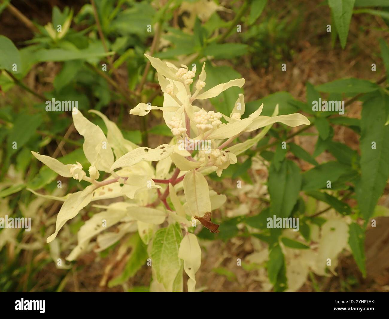 Bacterial speck hi-res stock photography and images - Alamy
