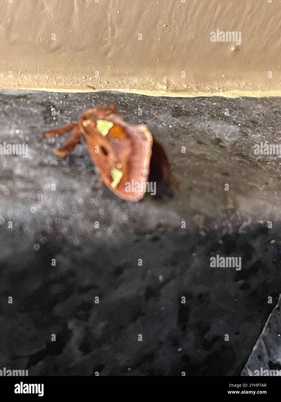 Spiny Oak-slug Moth (Euclea delphinii Stock Photo - Alamy