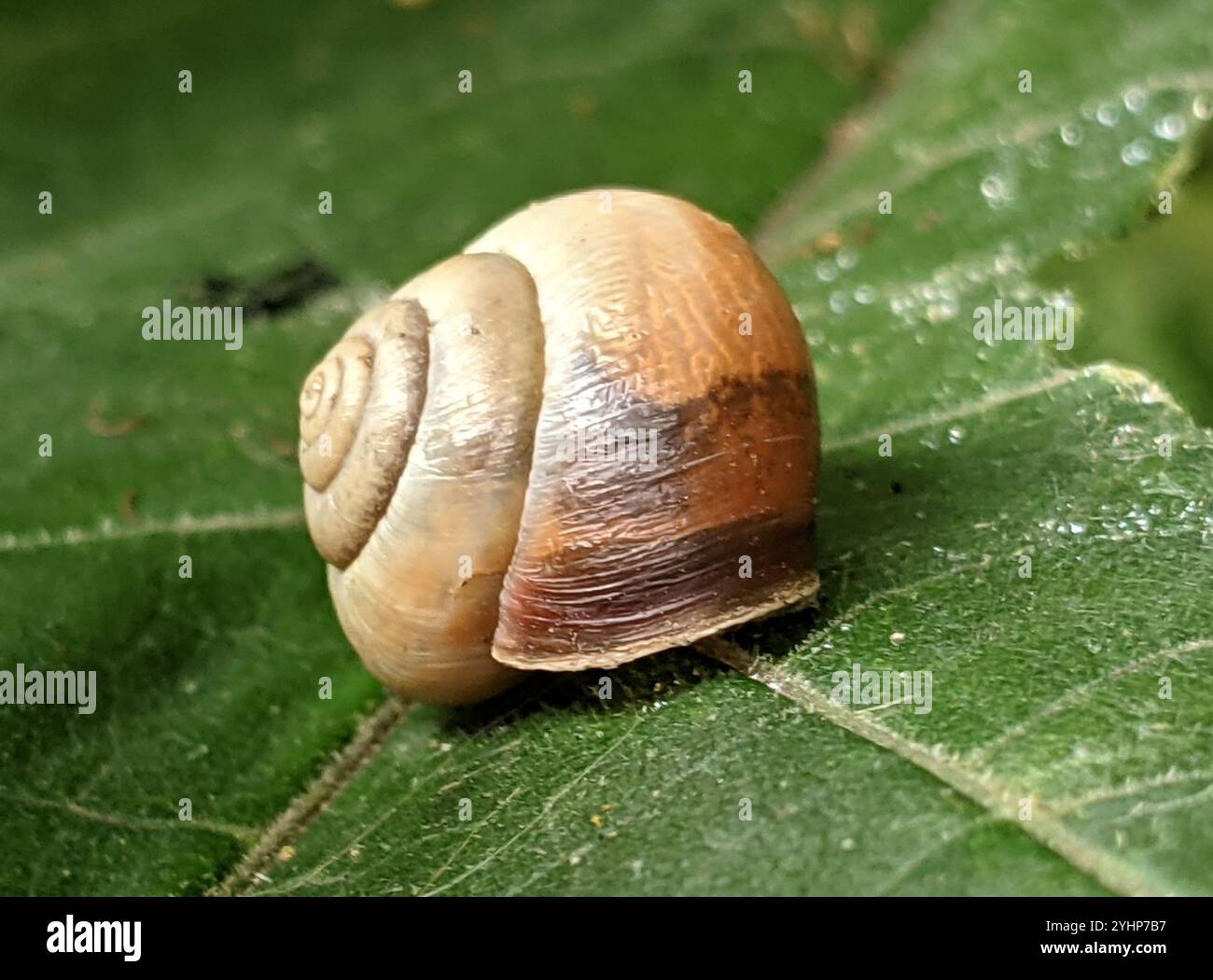 Kentish Snail (Monacha cantiana Stock Photo - Alamy