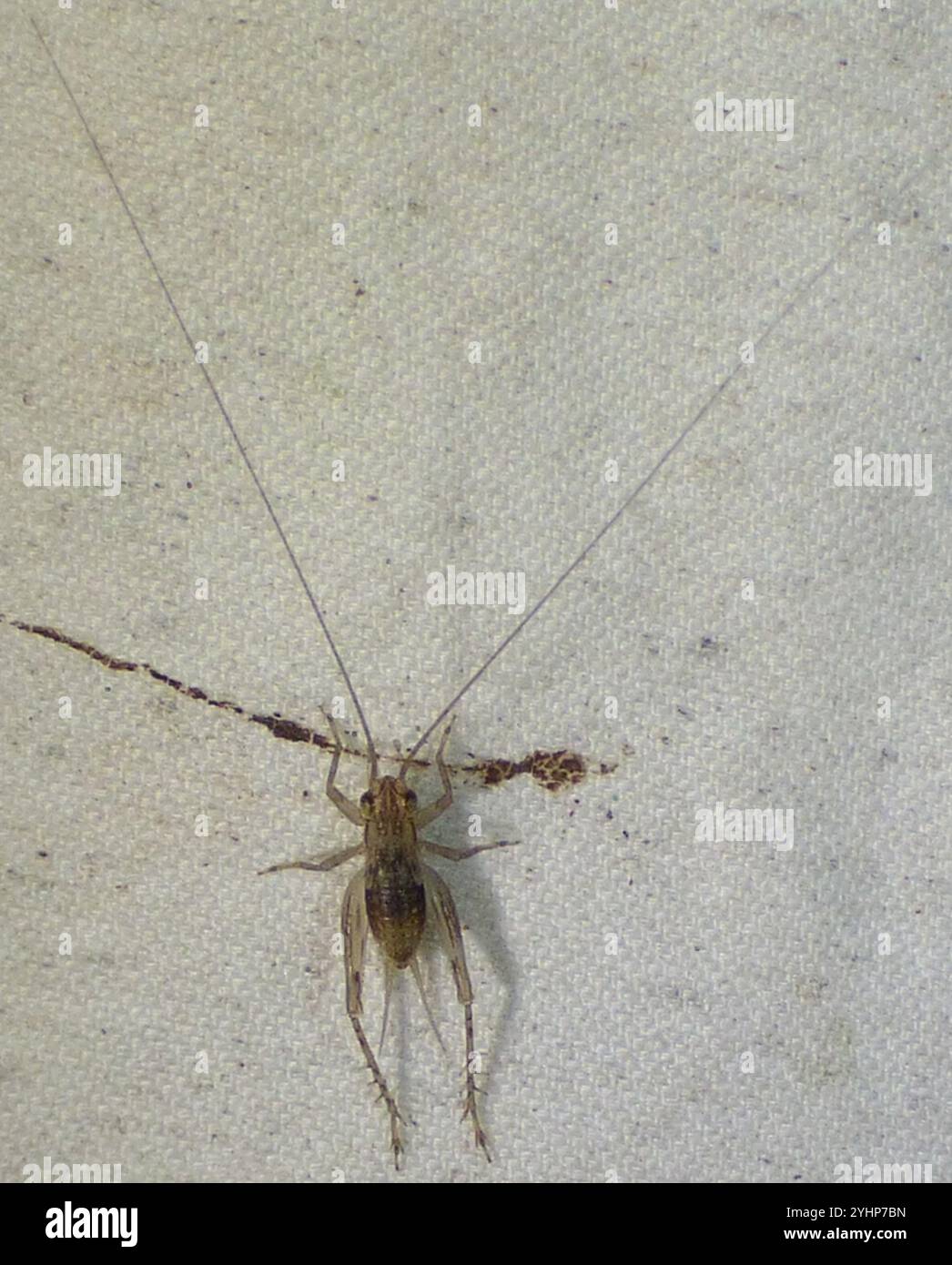 Brown Sword-tail Crickets (Anaxipha Stock Photo - Alamy