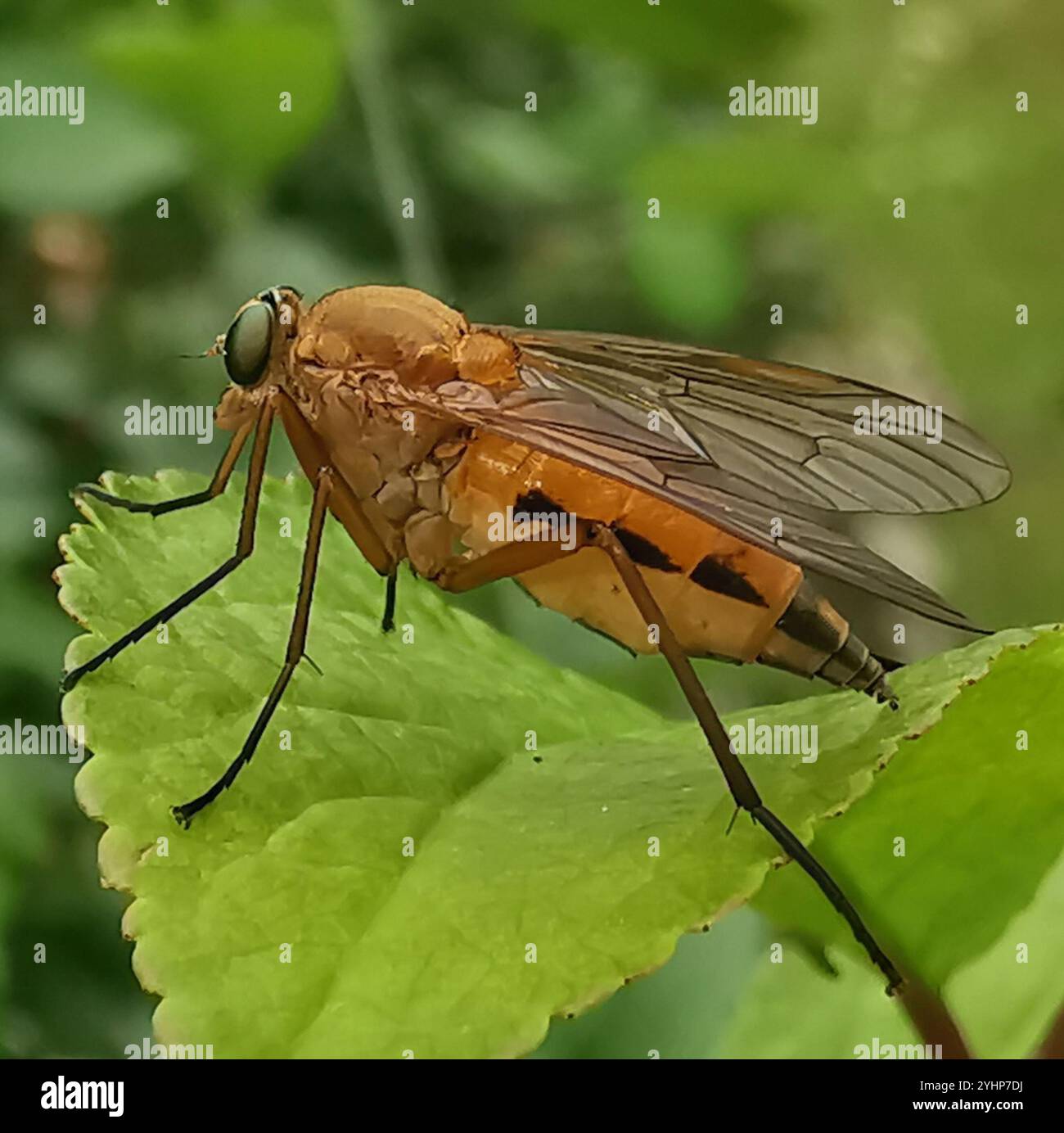 Marsh Snipe Fly (Rhagio tringarius Stock Photo - Alamy