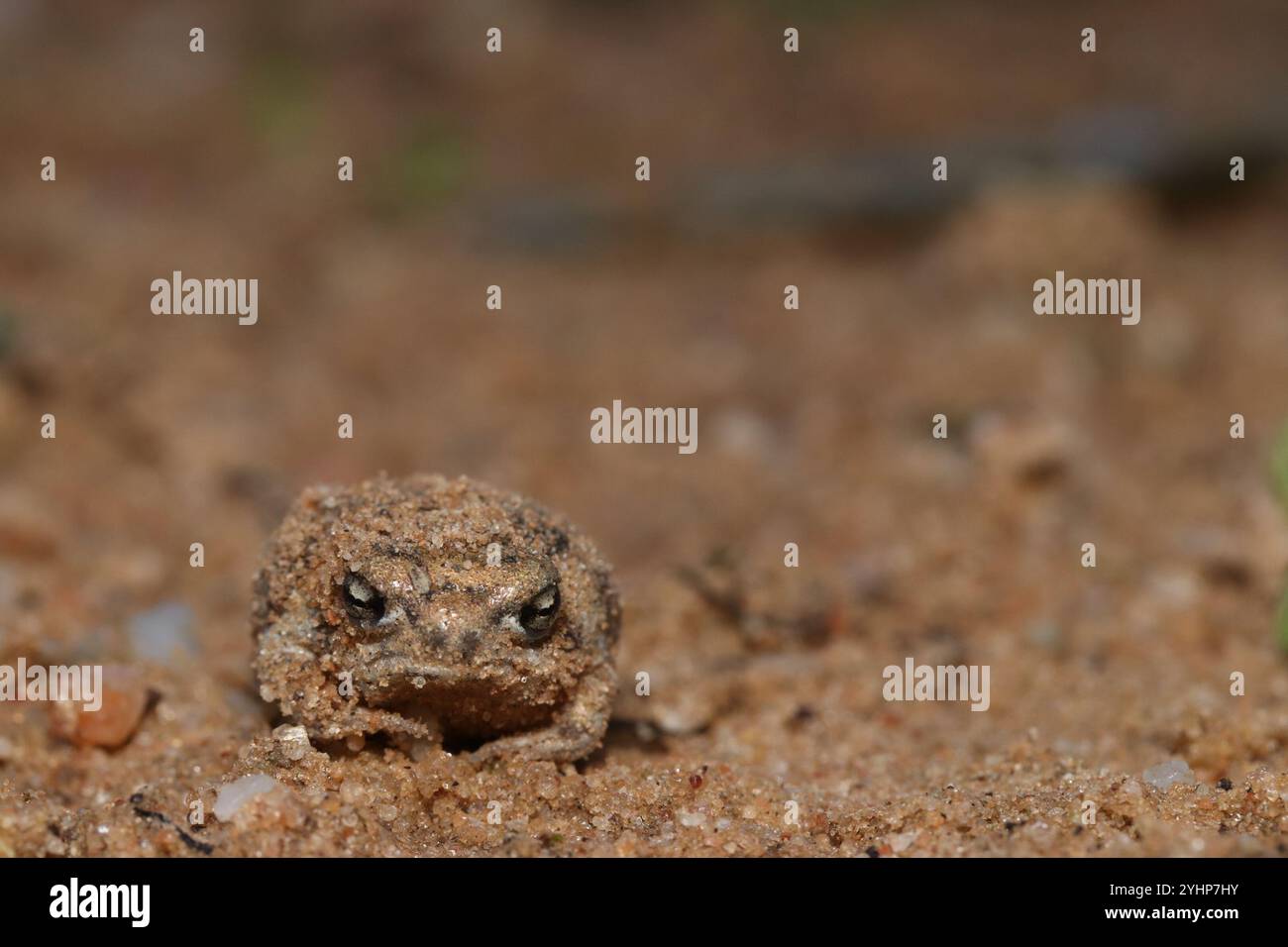 Namaqua Rain Frog (Breviceps namaquensis Stock Photo - Alamy