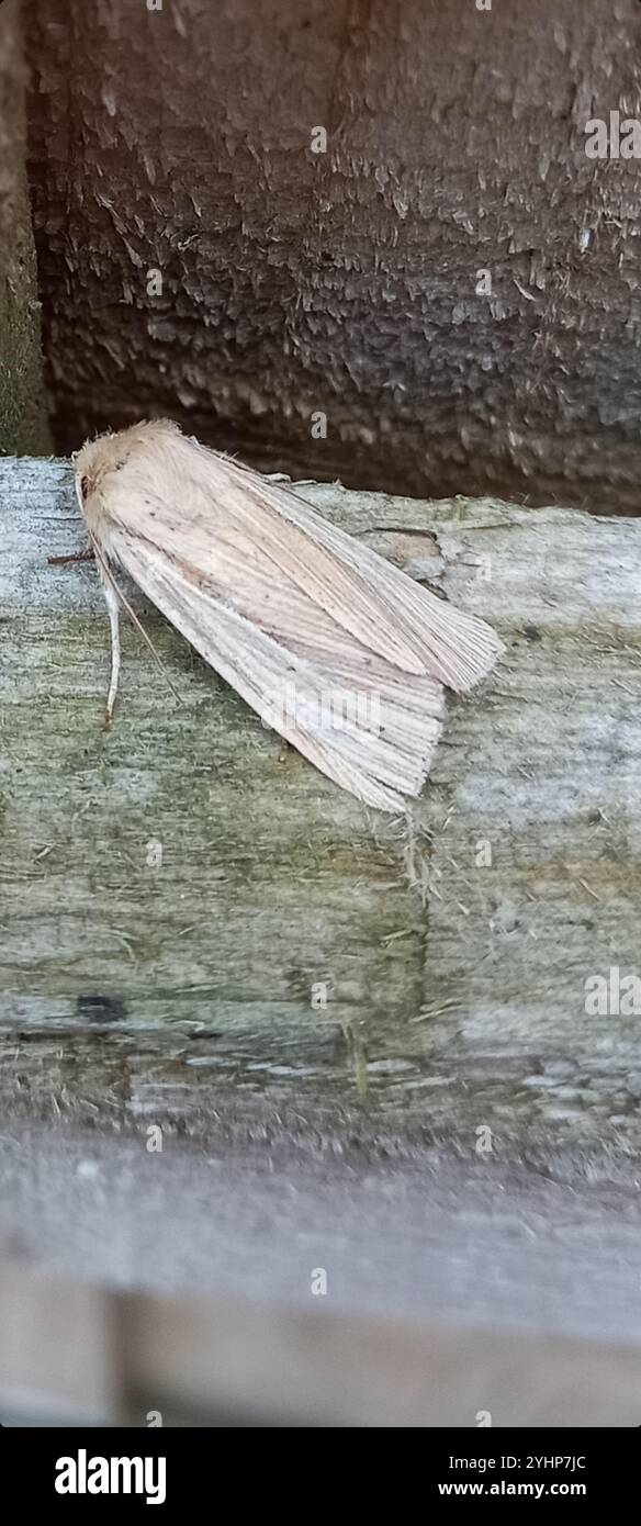 Smoky Wainscot (Mythimna impura Stock Photo - Alamy
