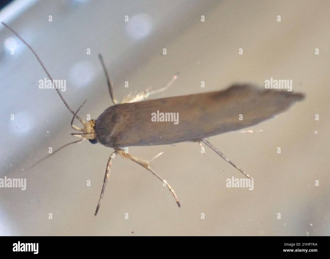 Unitella hi-res stock photography and images - Alamy