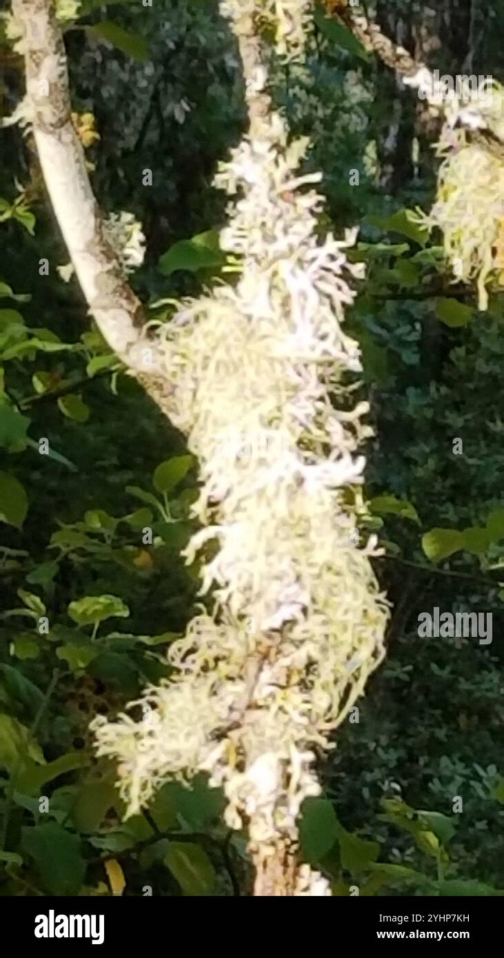 Witch's Hair (Alectoria sarmentosa Stock Photo - Alamy