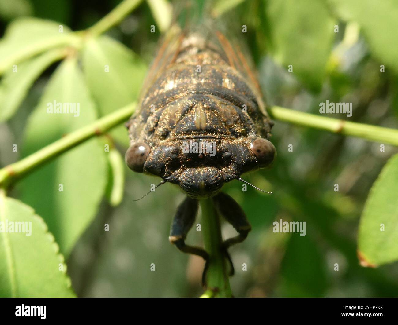 Northern Dog-day Cicada (Neotibicen canicularis Stock Photo - Alamy