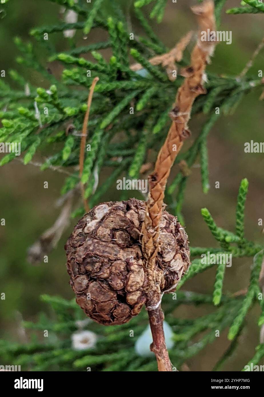 juniper-apple rust (Gymnosporangium juniperi-virginianae Stock Photo ...