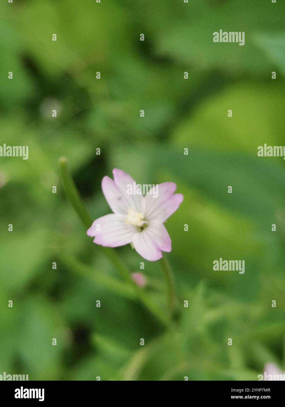 Broad-leaved Willowherb (Epilobium montanum Stock Photo - Alamy