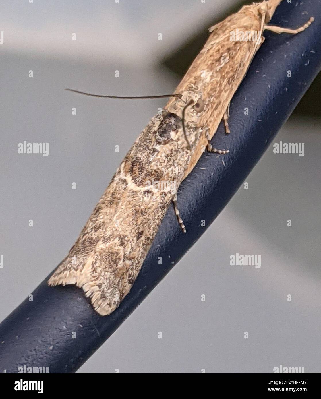 Sugarbeet Crown Borer Moth (Ancylosis undulatella Stock Photo - Alamy